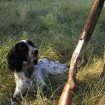 Experience a Driven Pheasant Tower Shoot at Upland Bird Country