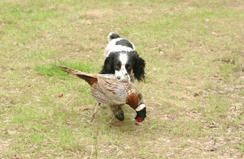 Experience a Driven Pheasant Tower Shoot at Upland Bird Country