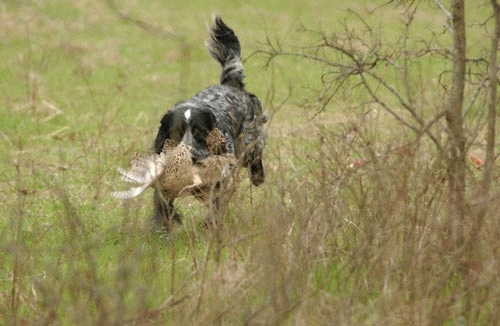 Experience a Driven Pheasant Tower Shoot at Upland Bird Country