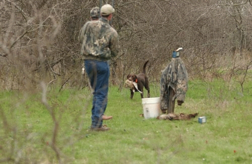 Experience a Driven Pheasant Tower Shoot at Upland Bird Country
